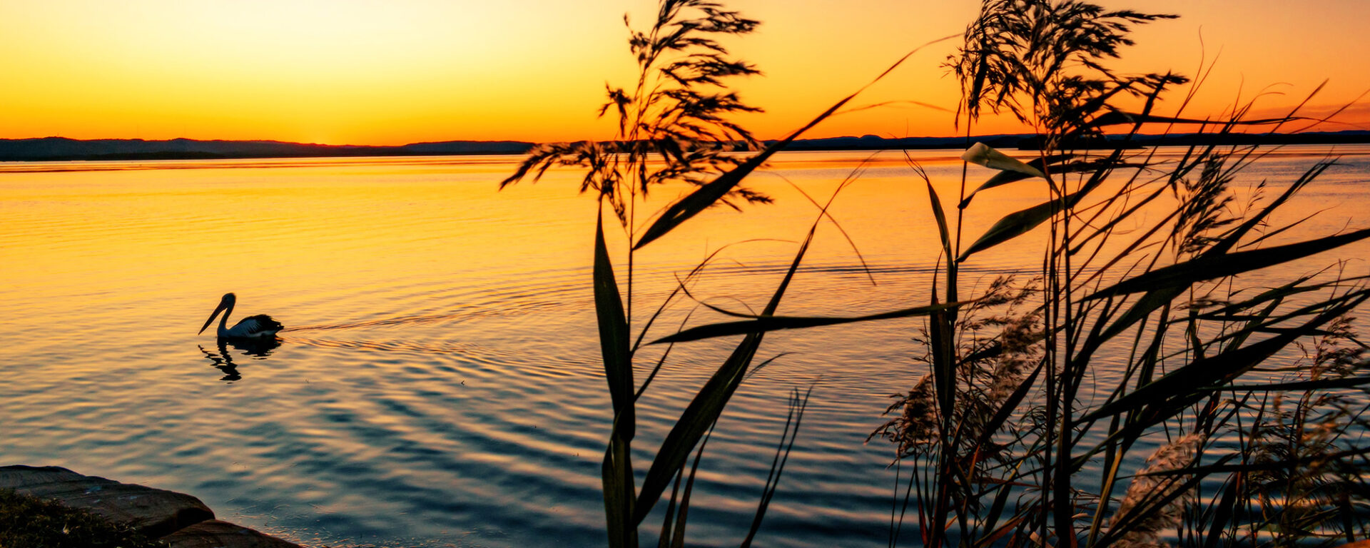 Emergent Plants - FloridAquatic Lake Management
