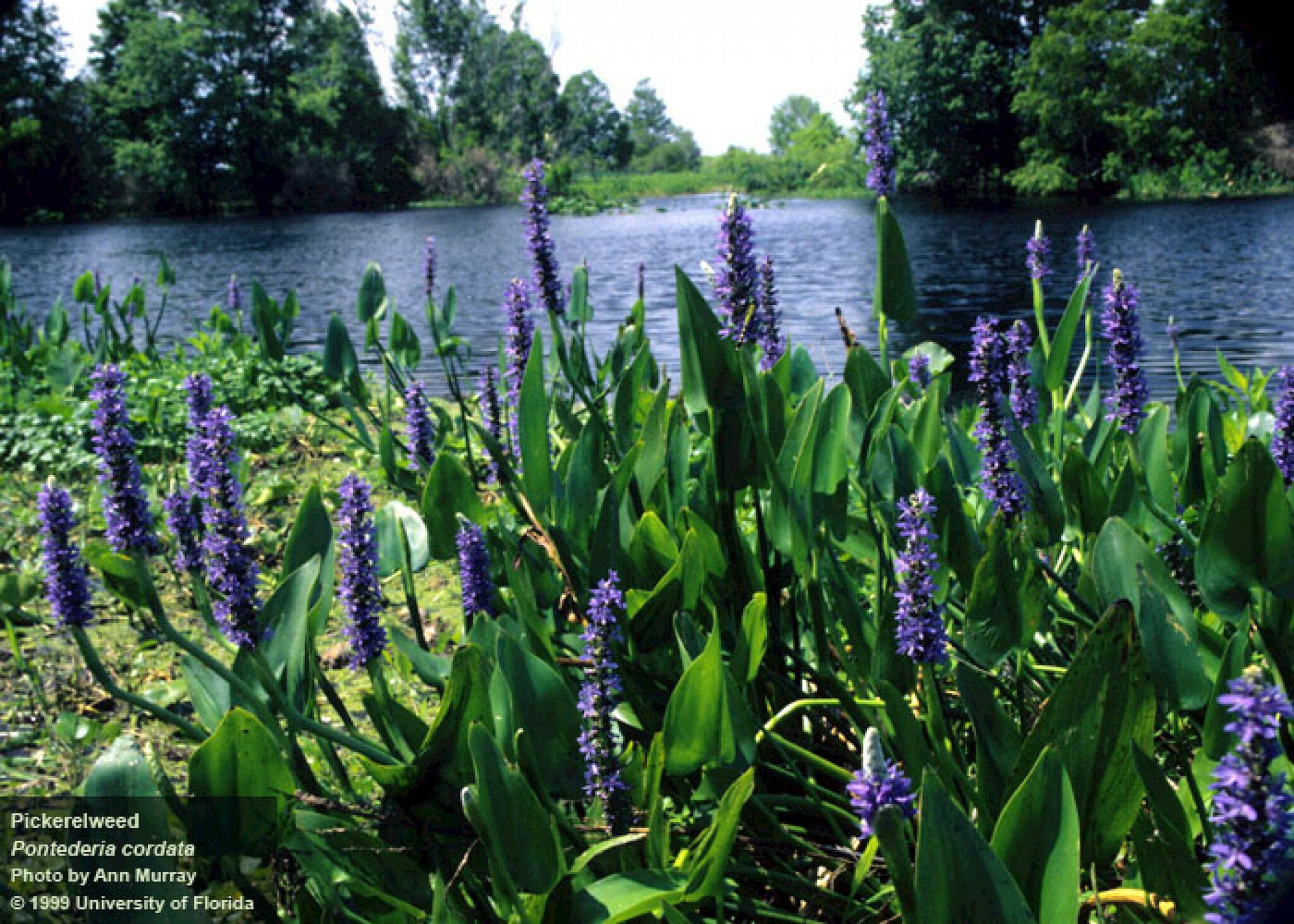 Littoral Plantings - FloridAquatic Lake Management